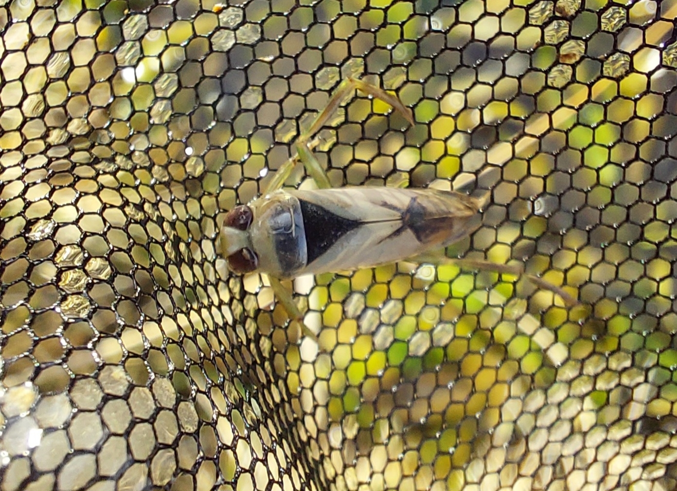 Notonecta viridis Delcourt, 1909