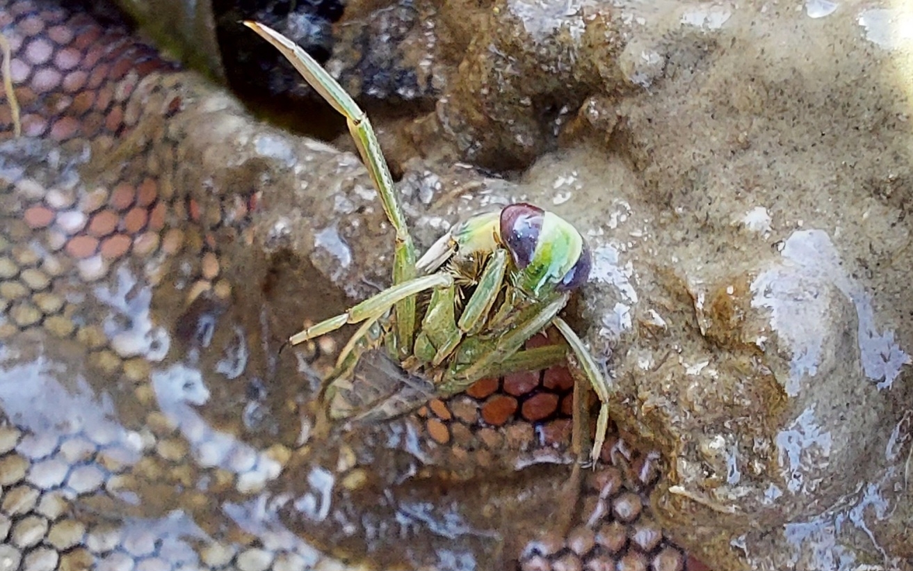 Notonecta viridis Delcourt, 1909