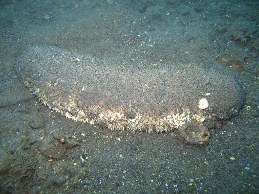 Golden Sandfish in June 2010 by Sylvain Le Bris · iNaturalist