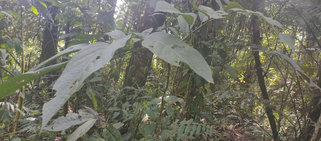 Passiflora arborea from Pereira, Risaralda, Colombia on February 10 ...
