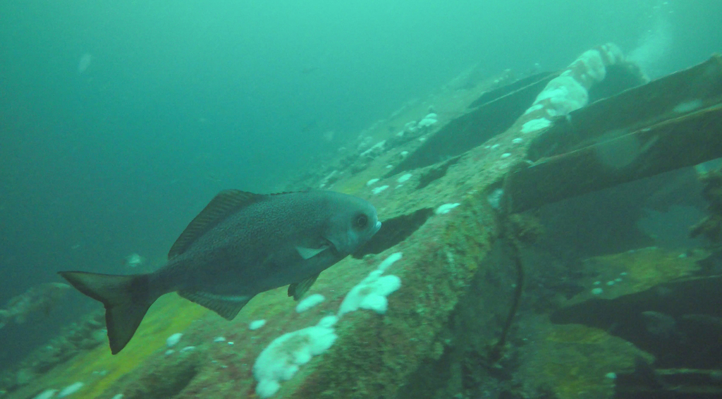 Barrelfish (Hyperoglyphe perciformis) - Marine Life Identification