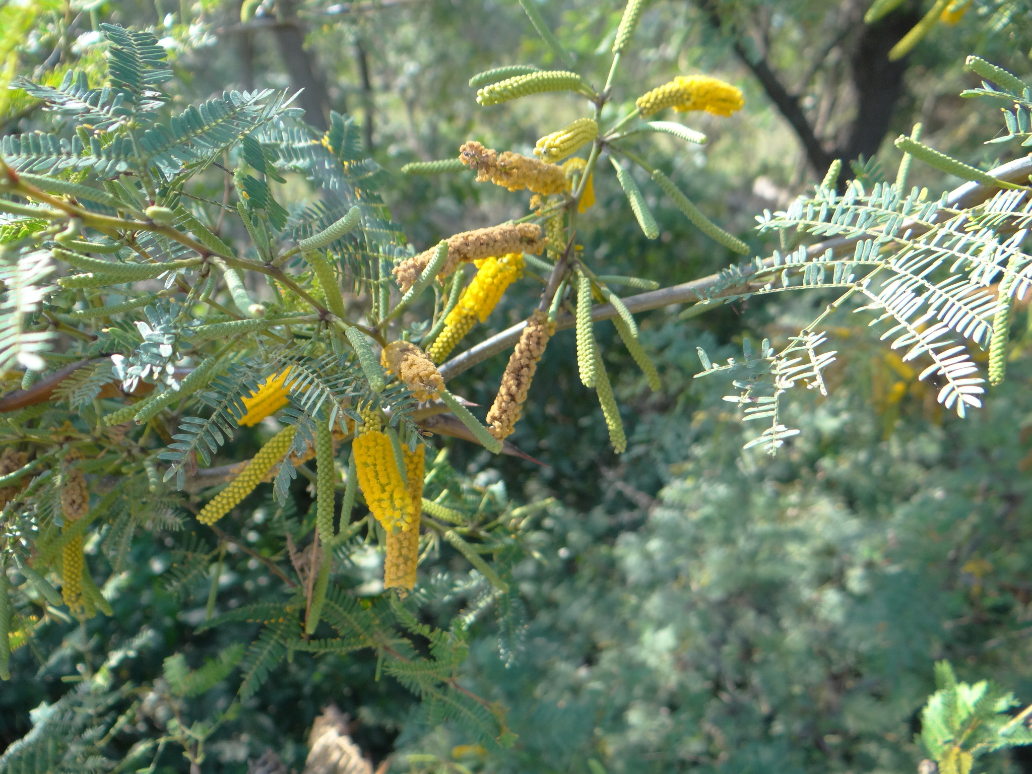 Prosopis juliflora (Sw.) DC.