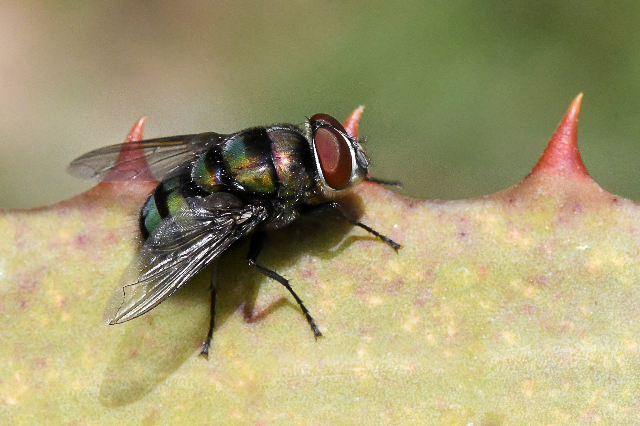 Chrysomya putoria (Wiedemann, 1830)