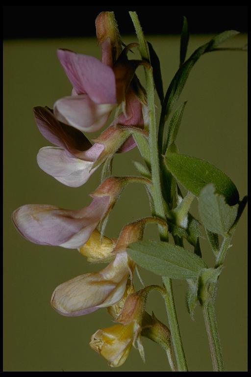 Pacific pea (Jack London State Park) · iNaturalist