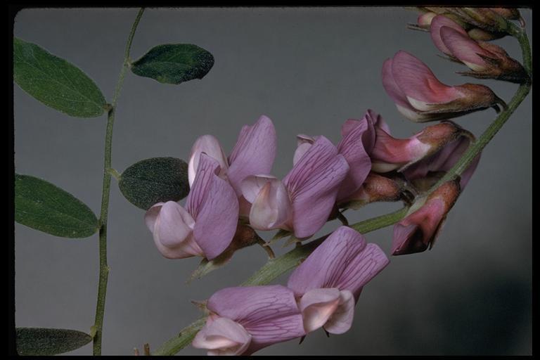 Pacific pea (Jack London State Park) · iNaturalist
