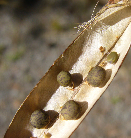 Pacific pea (Jack London State Park) · iNaturalist
