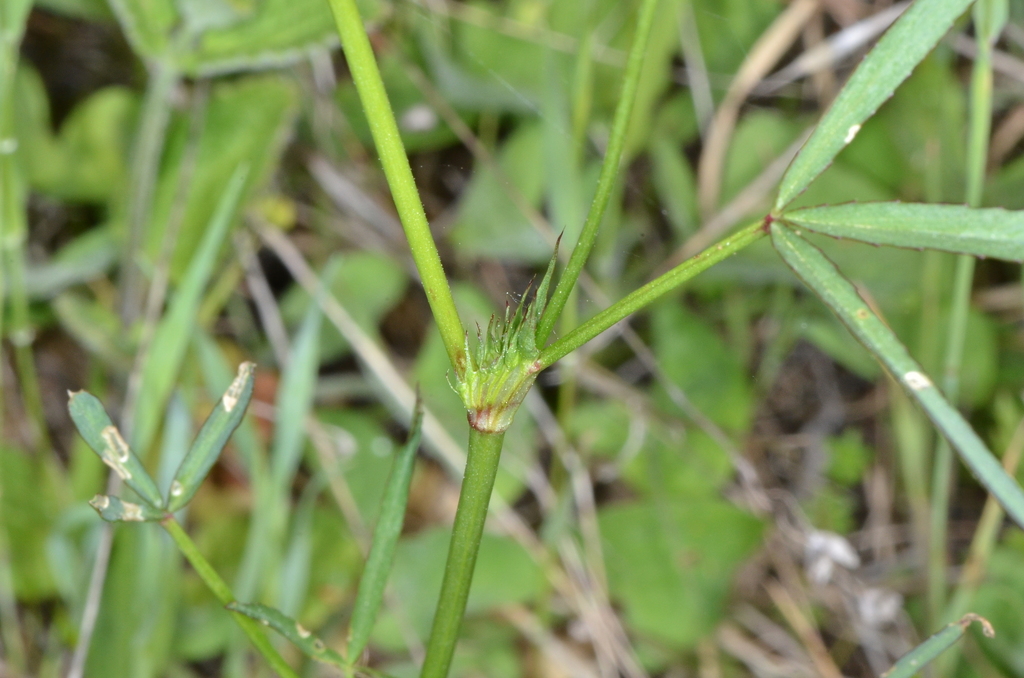 tomcat clover (Jack London State Park) · iNaturalist