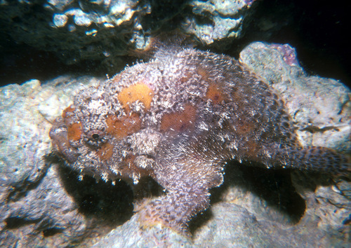 Abantennarius drombus · iNaturalist United Kingdom