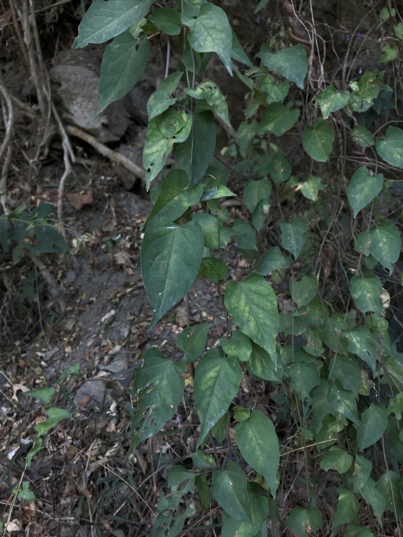 Fallopia multiflora (Thunb.) Haraldson