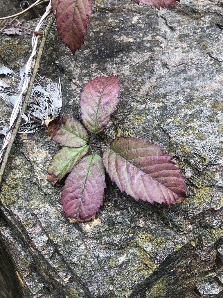 southern dewberry from W Hickory St, Denton, TX, US on February 10 ...