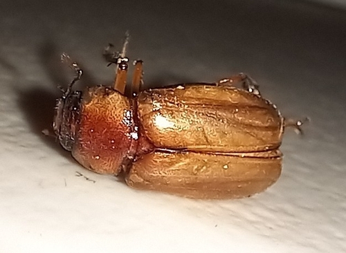 Phyllophaga panamana · iNaturalist