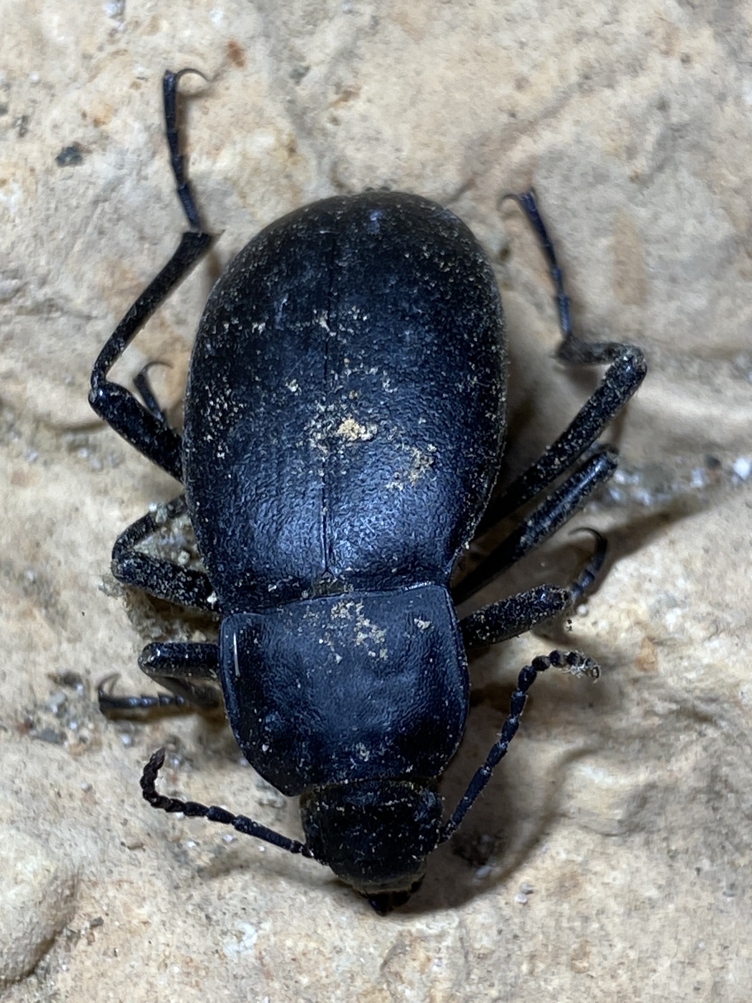 Blaps mucronata Latreille, 1804