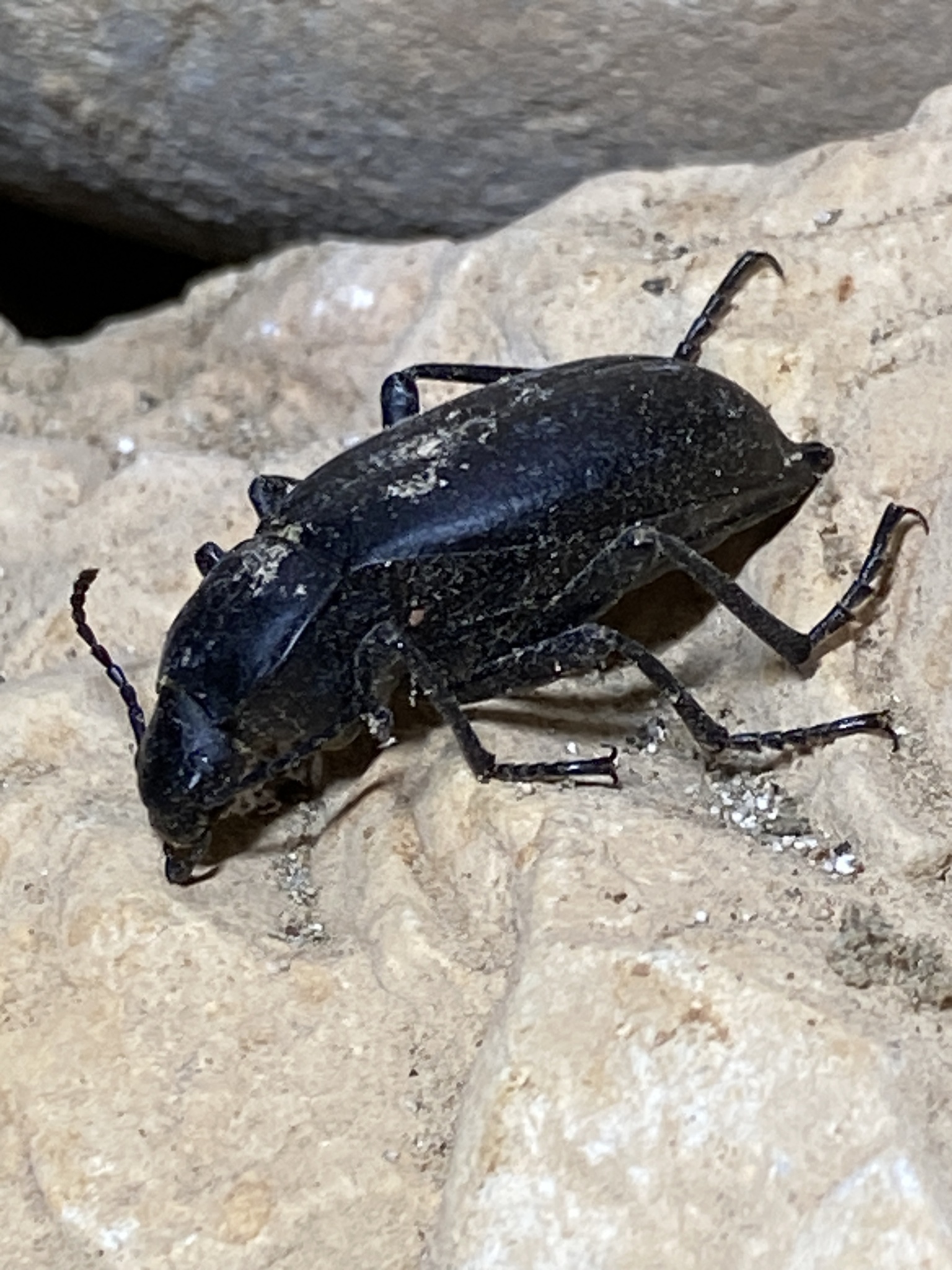 Blaps mucronata Latreille, 1804