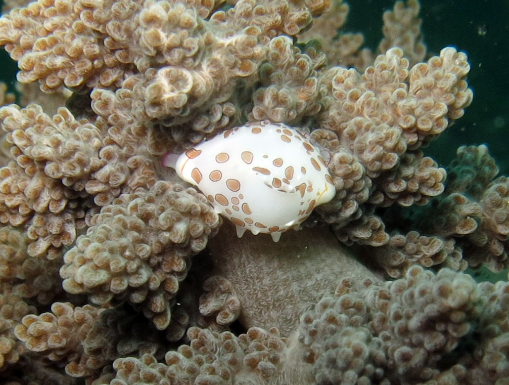 Diminovula margarita (G.B.Sowerby I, 1828)