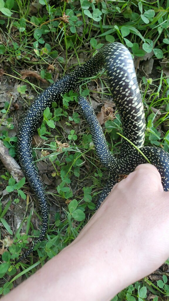 Kingsnakes and Milk Snakes from Warren, Mississippi, United States on ...