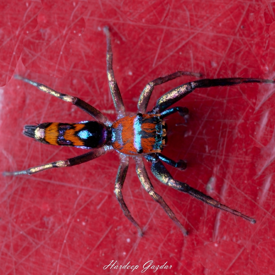 Chrysilla volupe (Karsch, 1879)