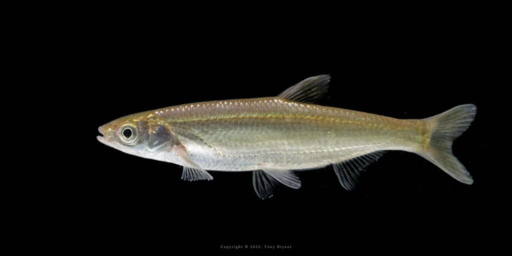 Sharpbelly (Hemiculter leucisculus) - Marine Life Identification