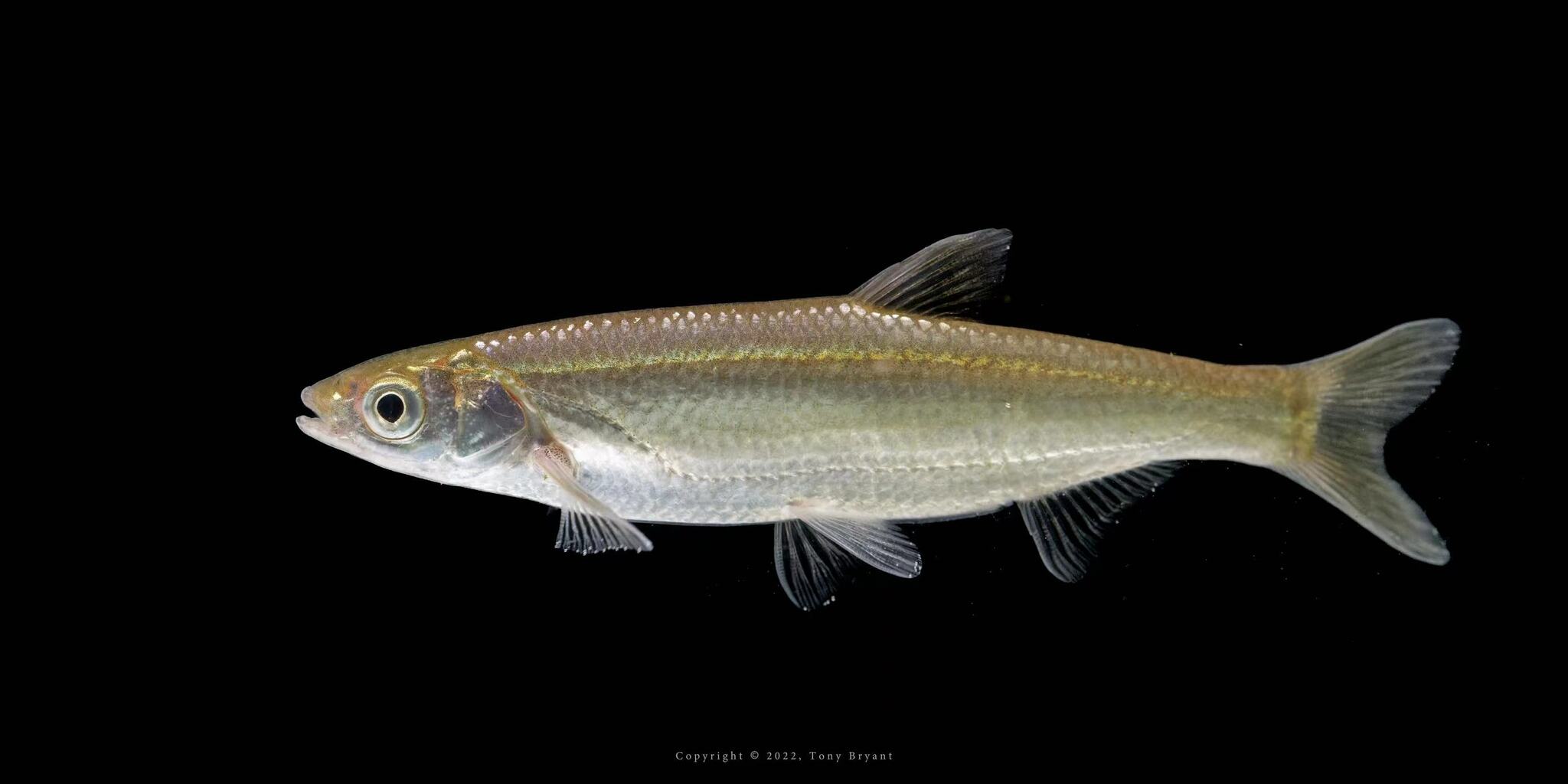 Hemiculter leucisculus (Basilewsky, 1855)