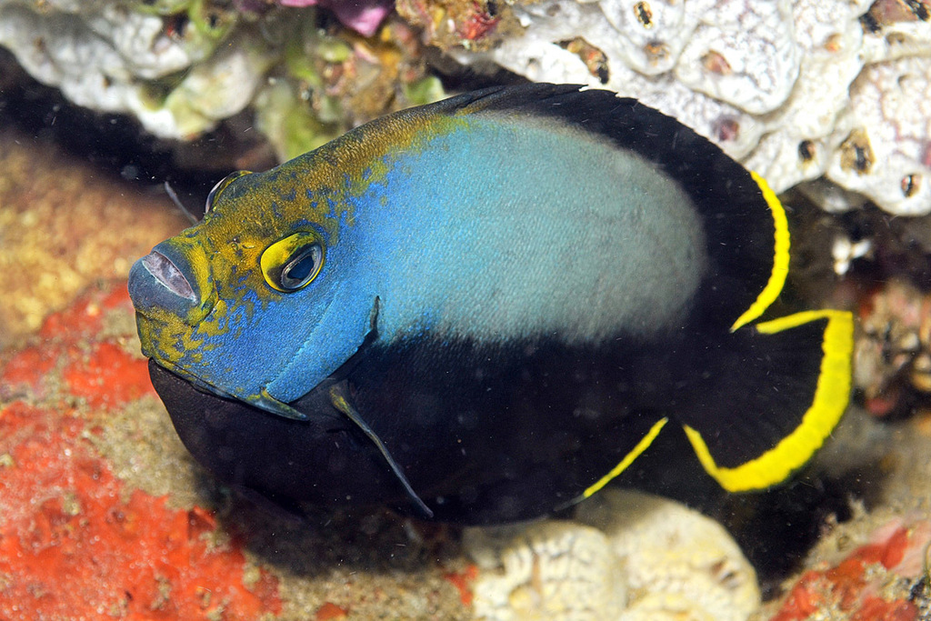 Black Velvet Angelfish from Mabini, Batangas, Philippines on May 7 ...