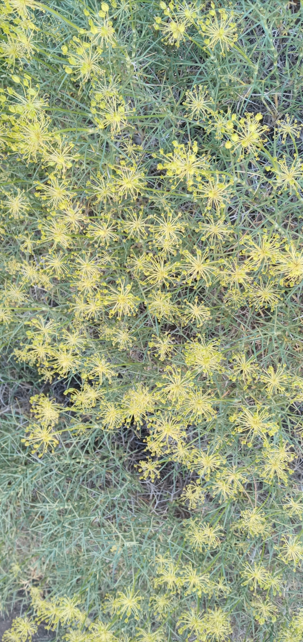 Azorella prolifera (Cav.) G.M.Plunkett & A.N.Nicolas