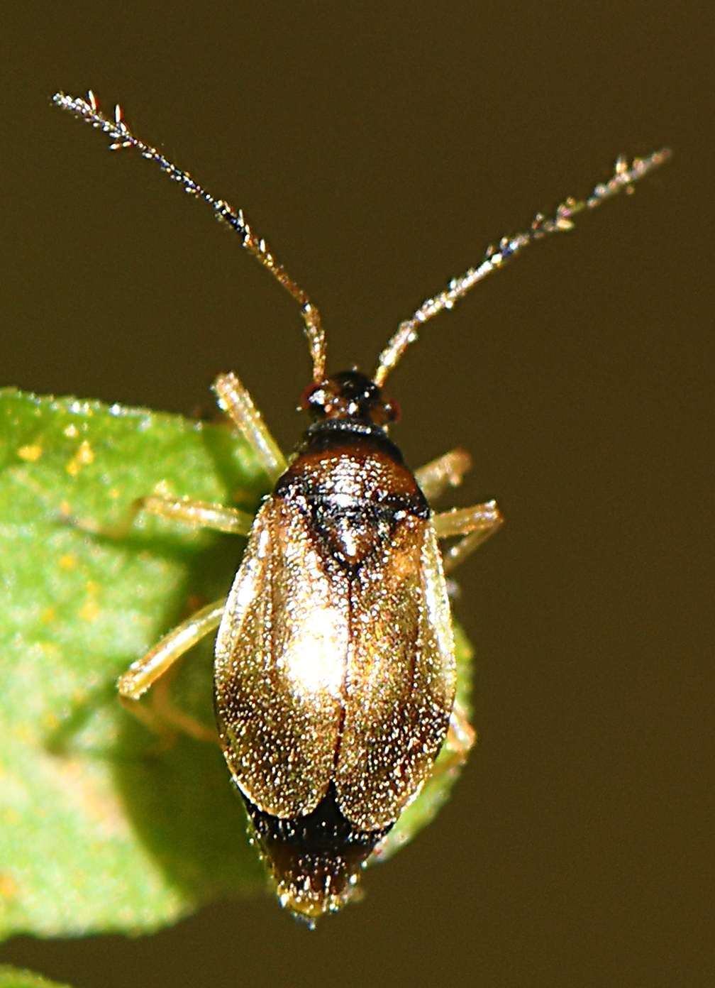 Bryocoris pteridis (Fallen, 1807)