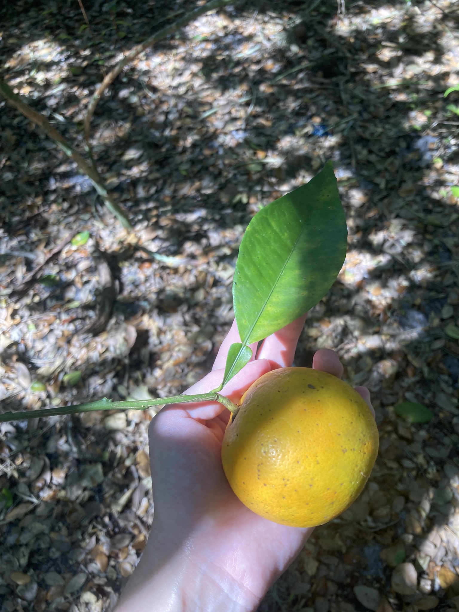 Citrus ×aurantium L.