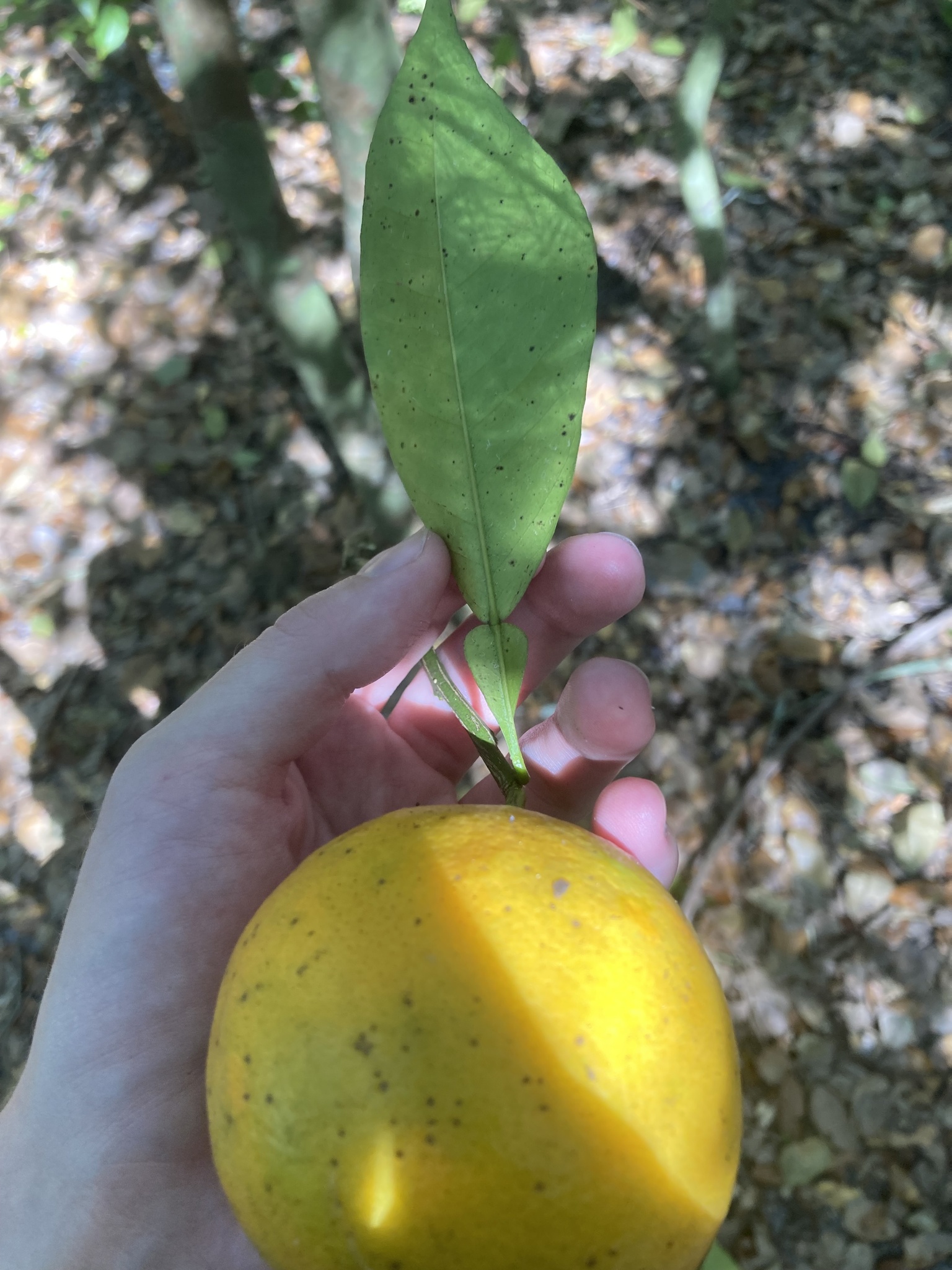 Citrus ×aurantium L.