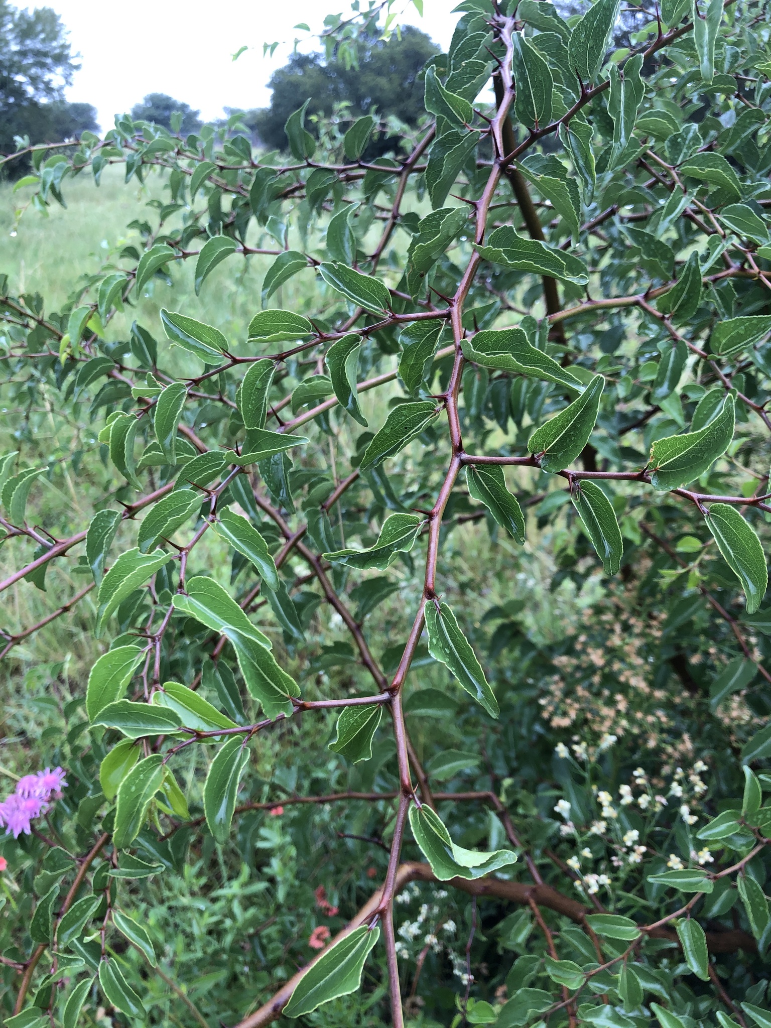Ziziphus mucronata Willd.
