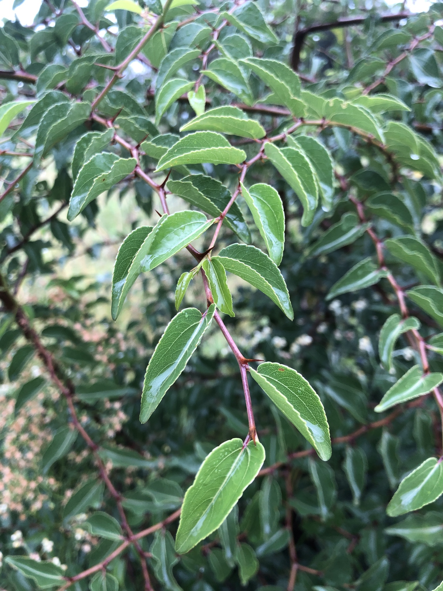 Ziziphus mucronata Willd.