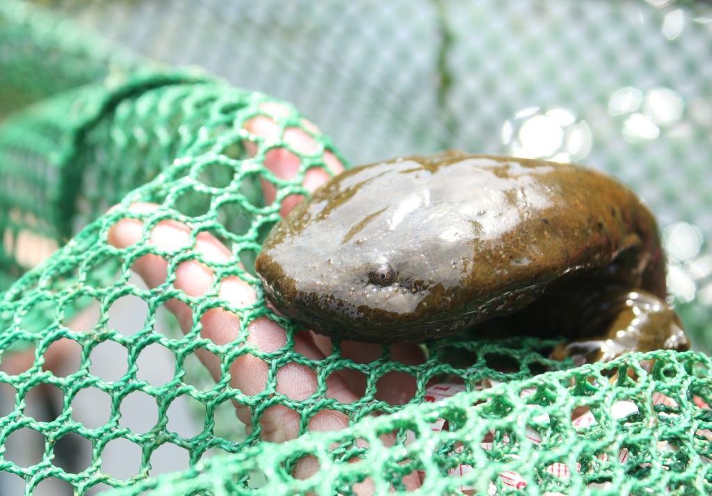 Eastern Hellbender in August 2015 by Andrew Dreelin · iNaturalist