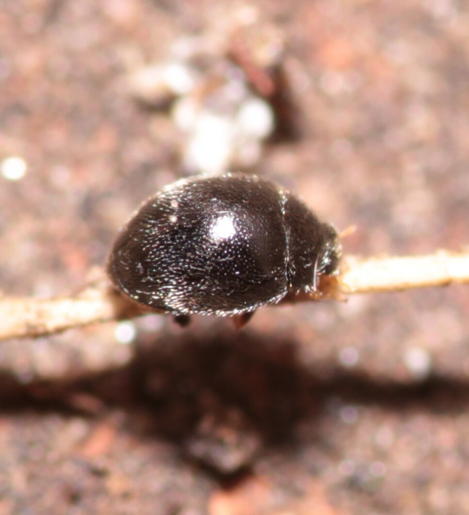 Stethorus pusillus (Herbst, 1797)
