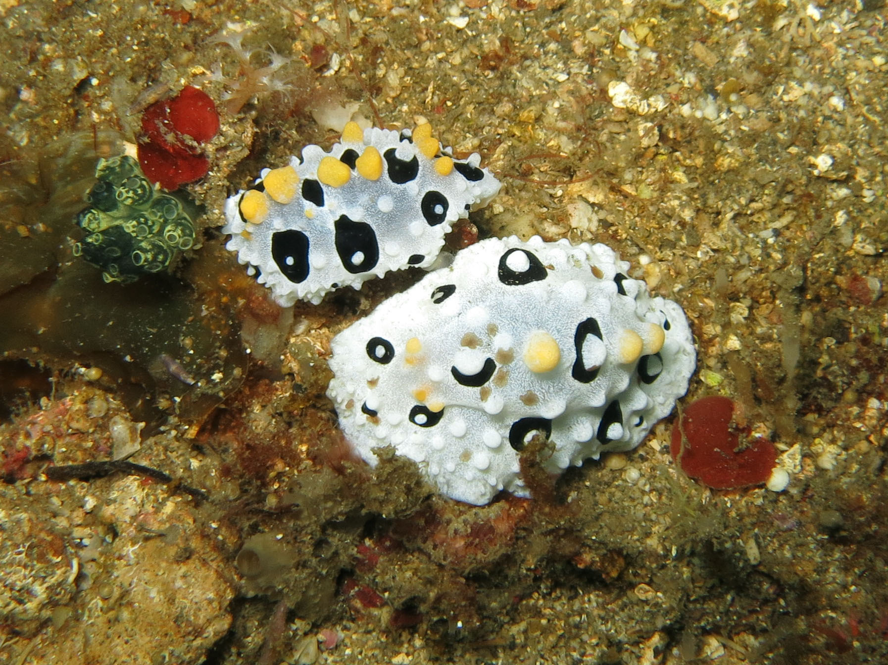 Phyllidia babai Brunckhorst, 1993