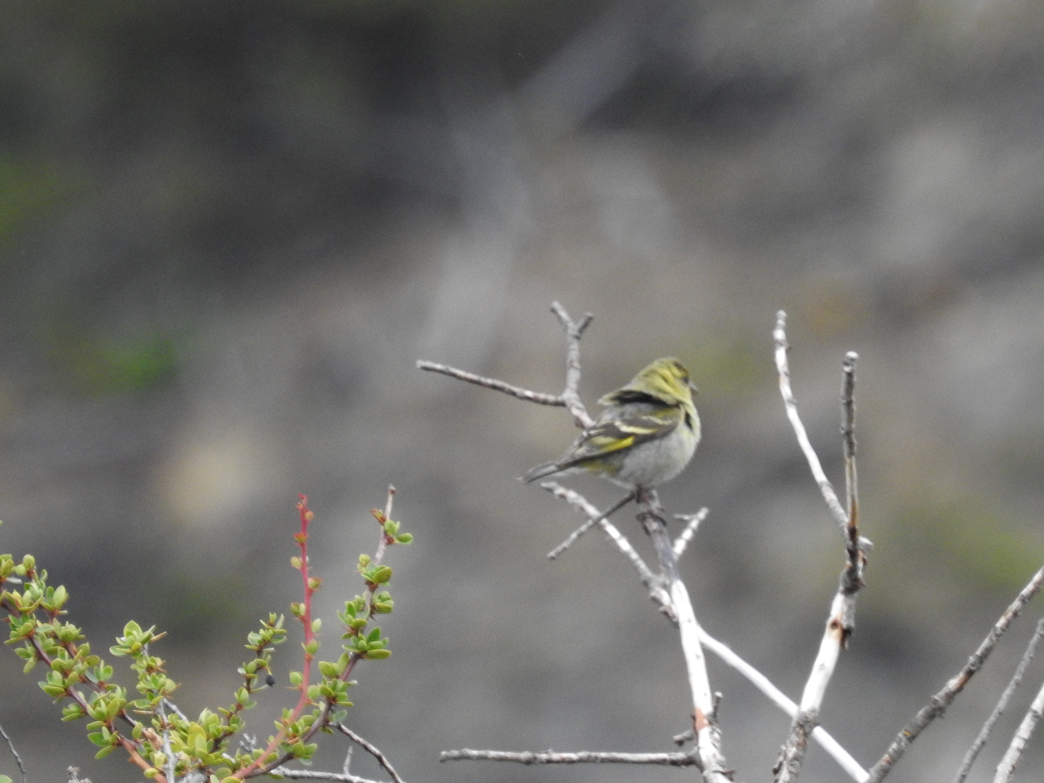 Spinus barbatus (Molina, 1782)
