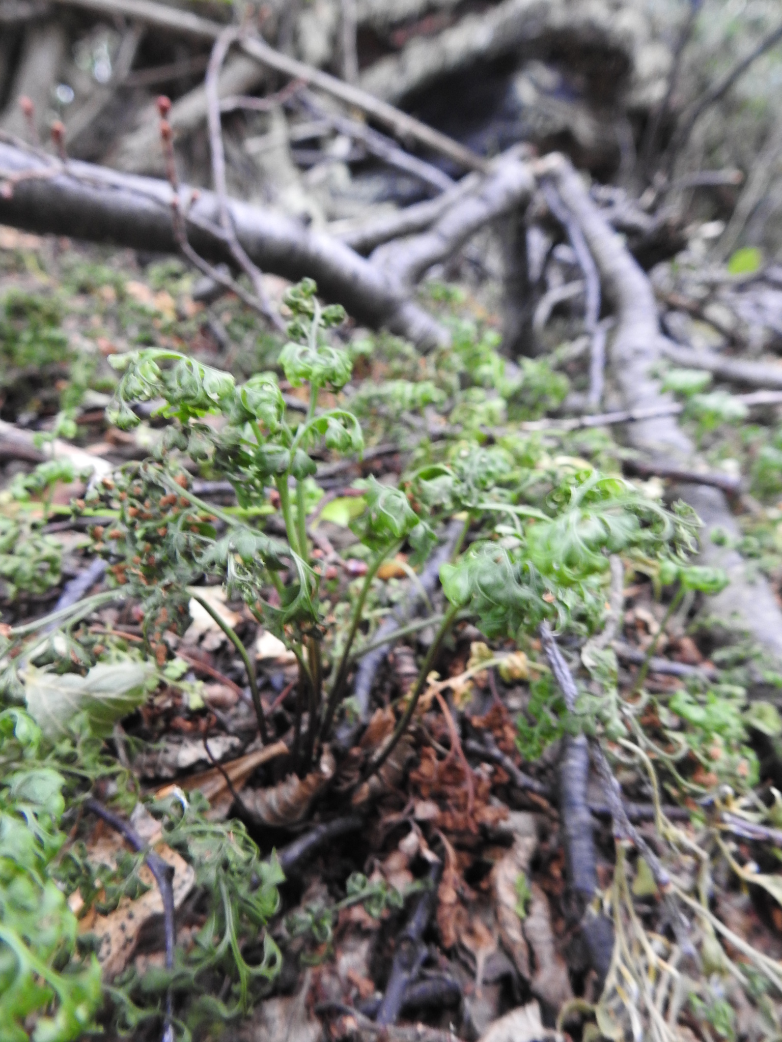 Asplenium dareoides Desv.