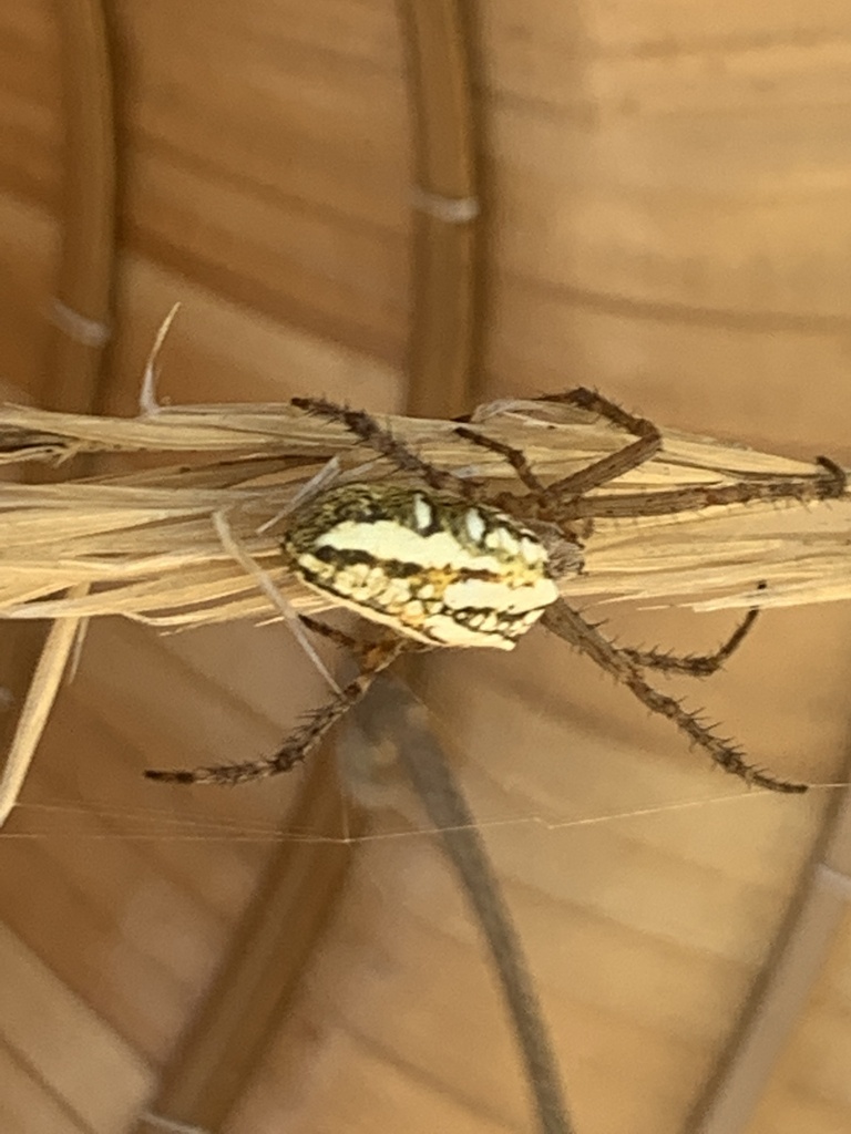 Enamelled Spider from Paratea Flora and Fauna Reserve, Frankston South ...
