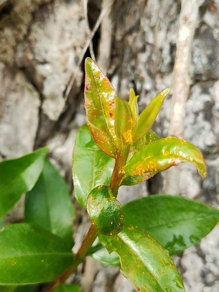 Myrtle Rust from Tongapōrutu, New Zealand on February 11, 2023 at 09:02 ...