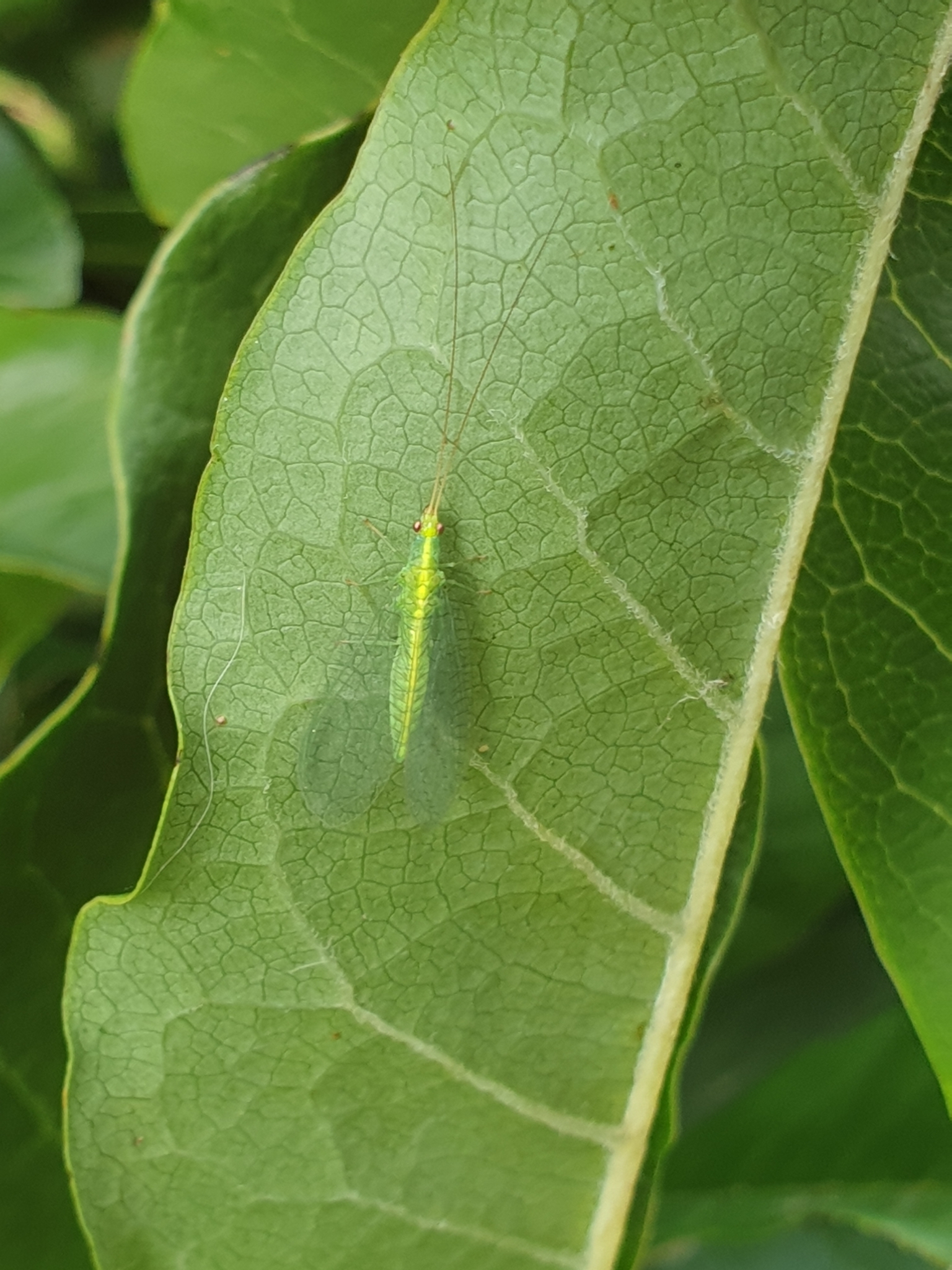 Mallada basalis (Walker, 1853)