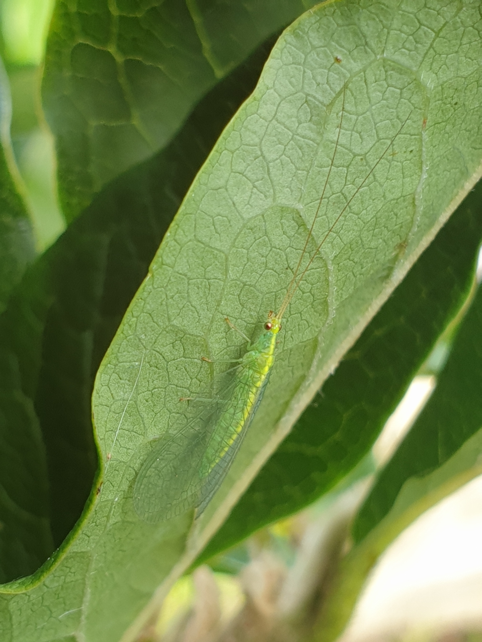 Mallada basalis (Walker, 1853)