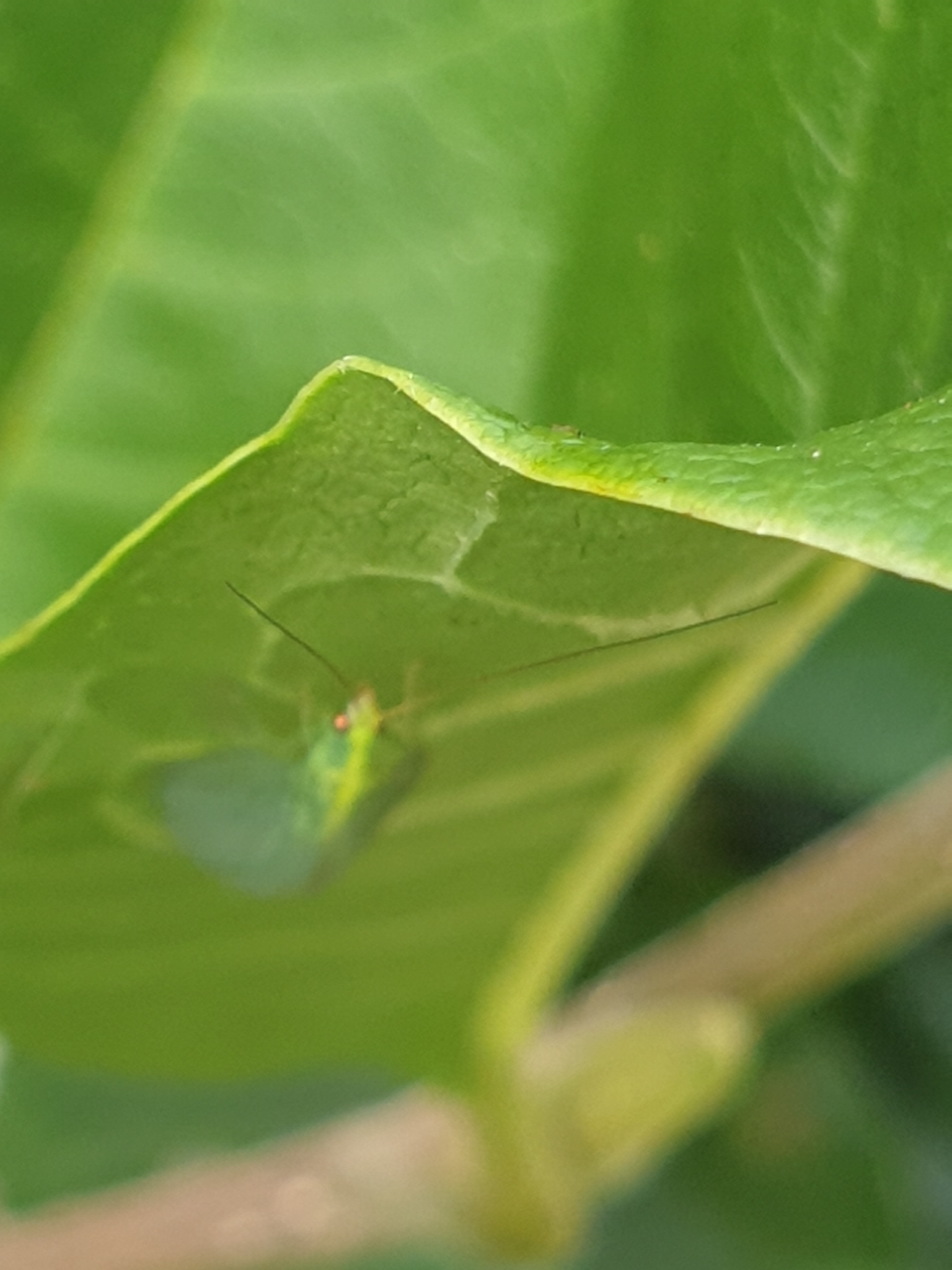 Mallada basalis (Walker, 1853)