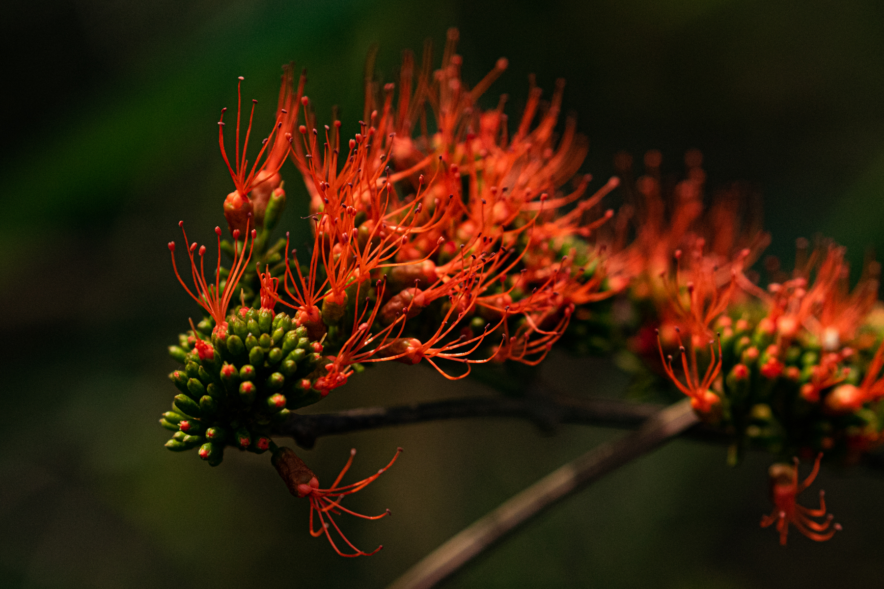Combretum paniculatum Vent.