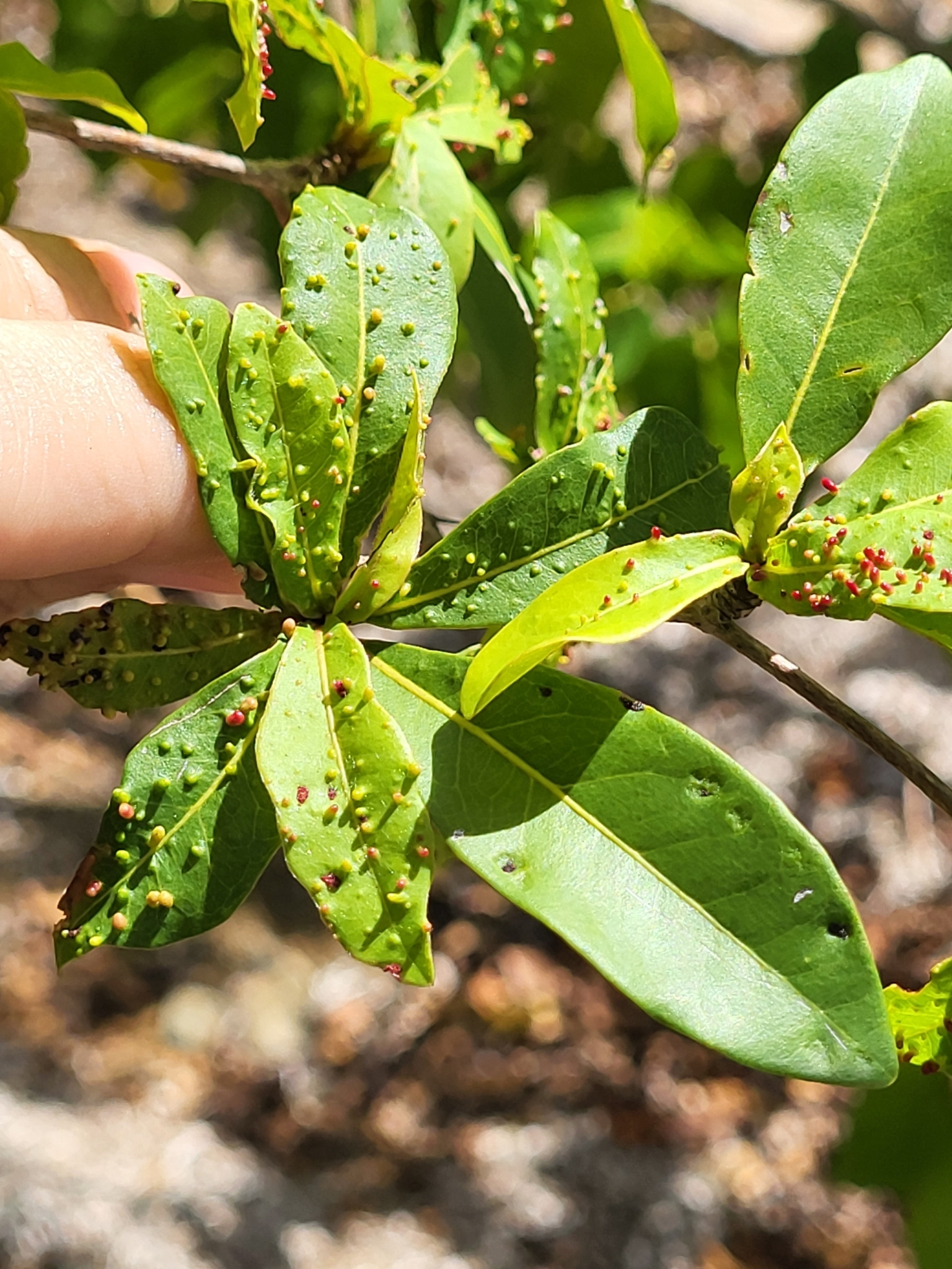 Terminalia buceras (L.) Wright