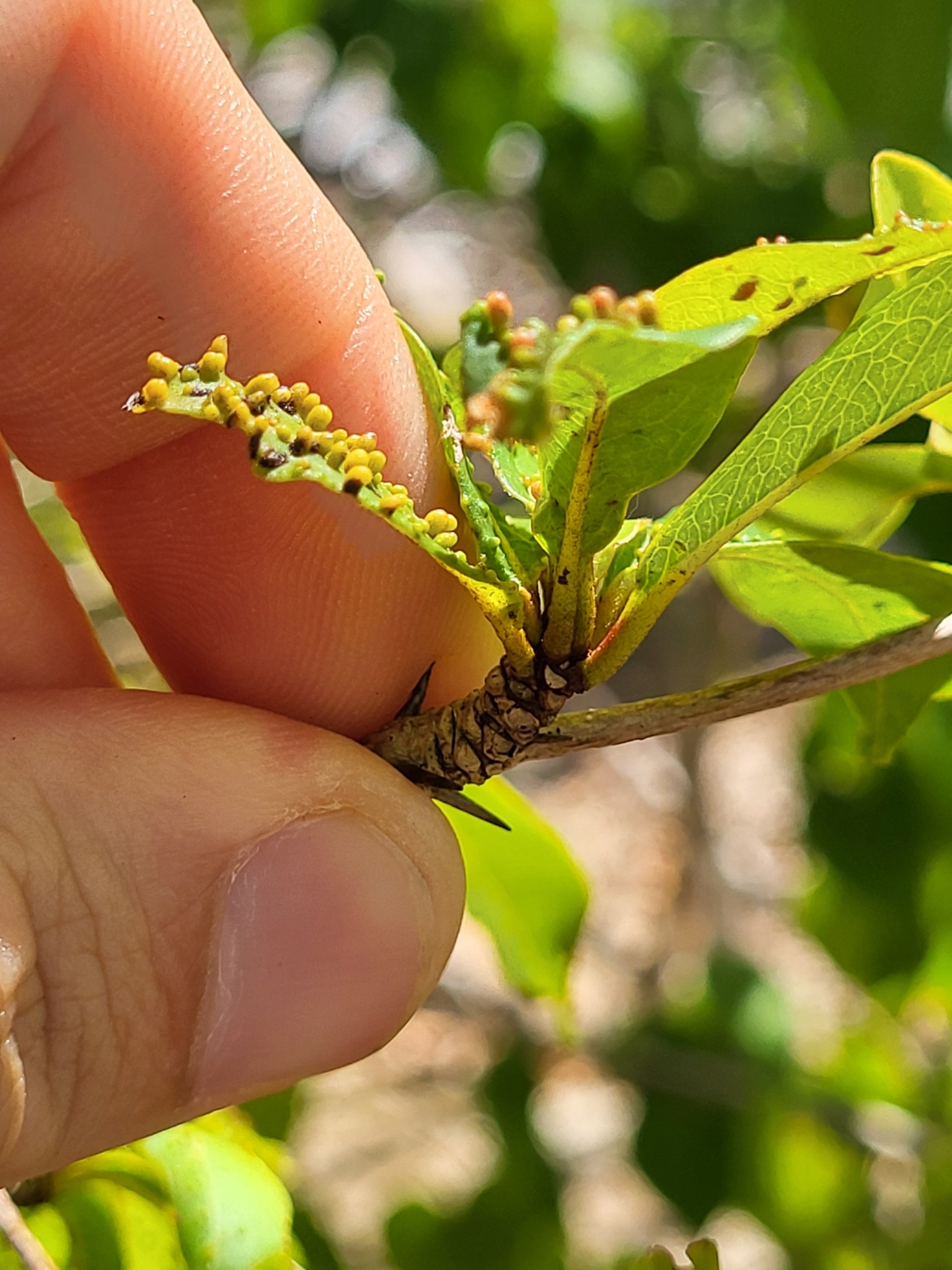 Terminalia buceras (L.) Wright