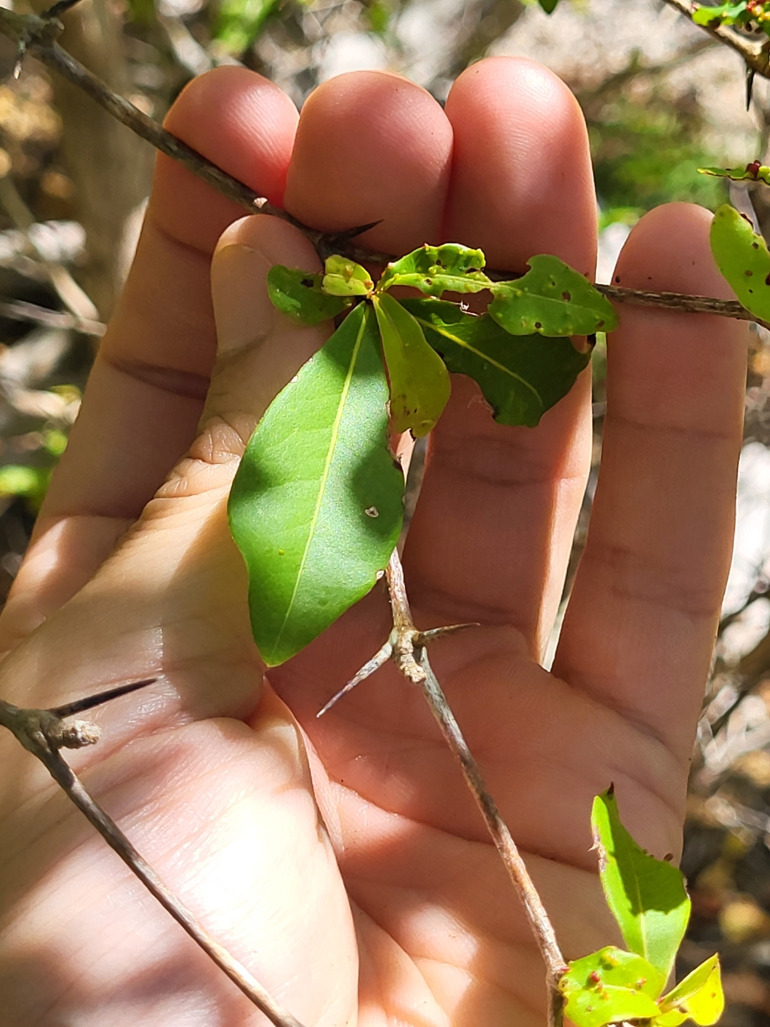 Terminalia buceras (L.) Wright