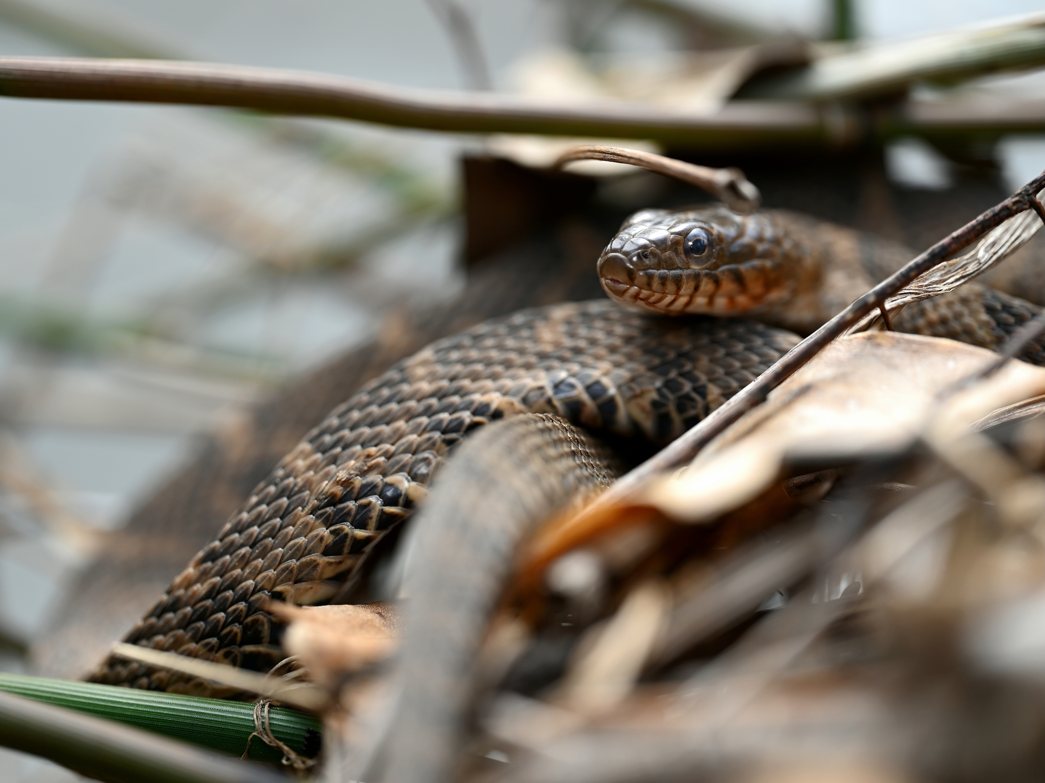 Nerodia sipedon (Linnaeus, 1758)