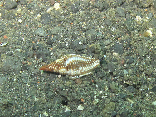 Imbricaria bacillum · iNaturalist