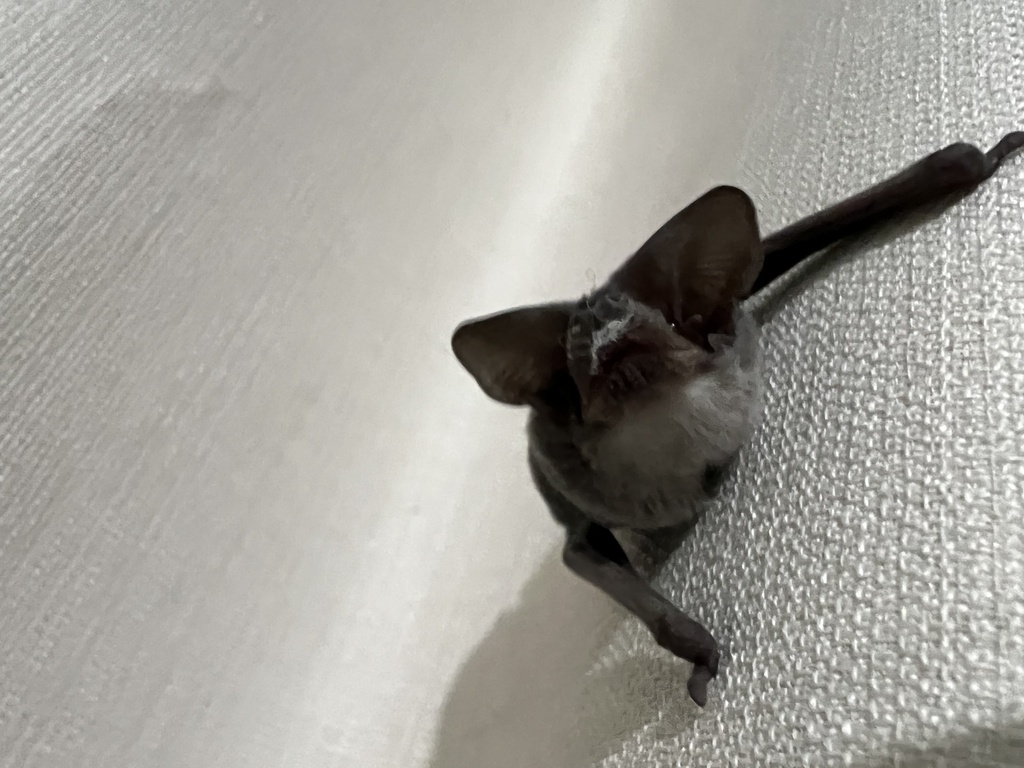 Southeastern Free-tailed Bat (Ozimops planiceps) - Know Your Mammals