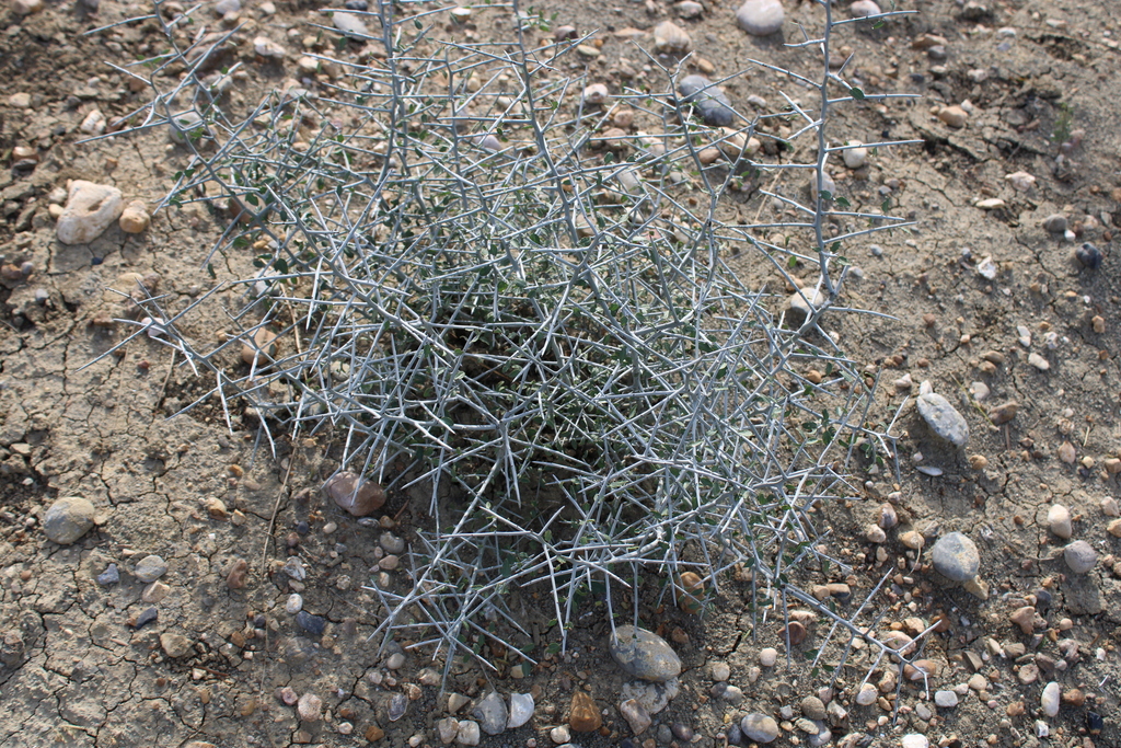 lotebush from Anáhuac, N.L., México on February 08, 2023 at 05:22 AM by ...