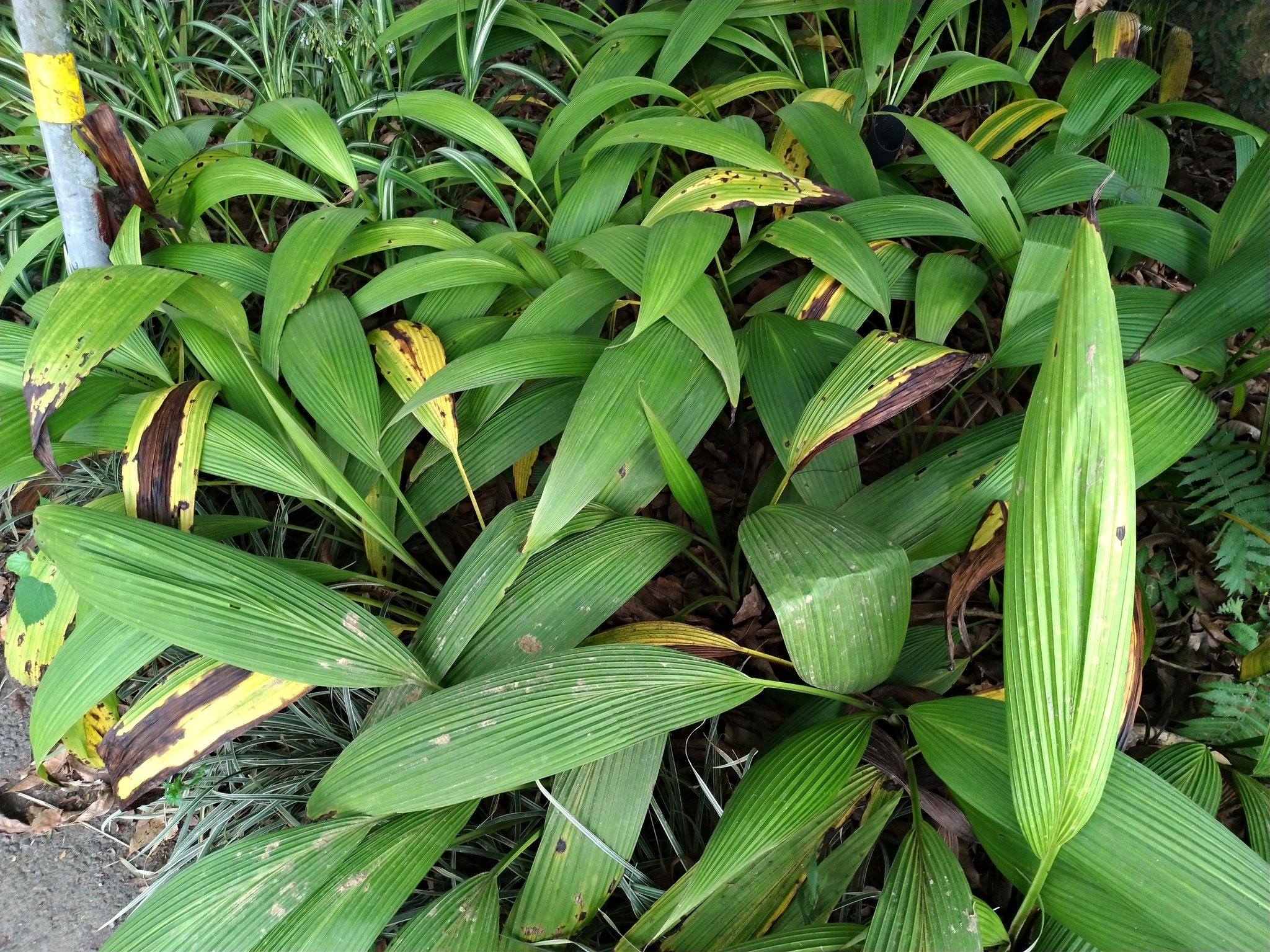 Molineria capitulata (Lour.) Herb.