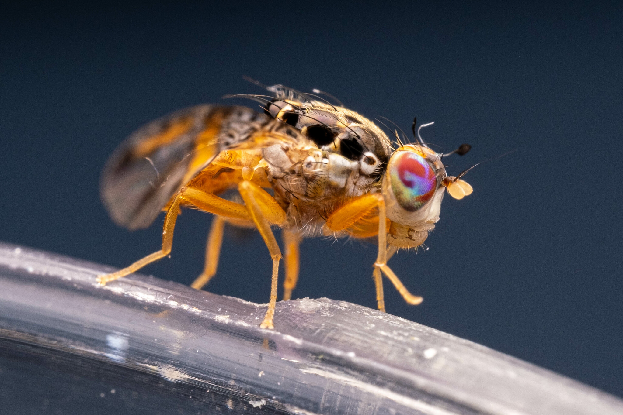 Ceratitis capitata (Wiedemann, 1824)