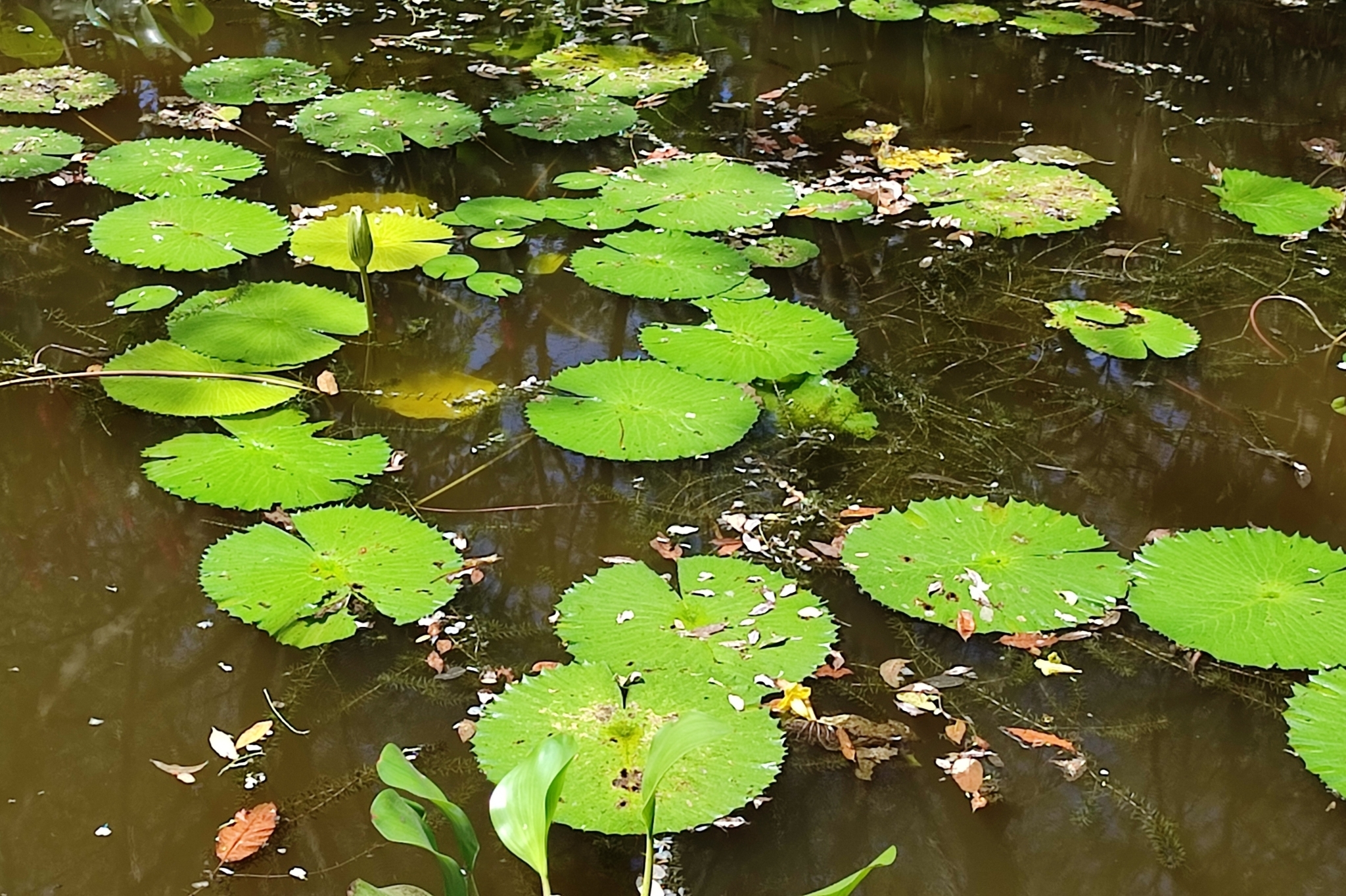 Nymphaea ampla (Salisb.) DC.